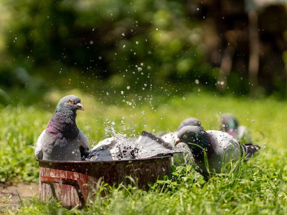 Repousser efficacement les pigeons : des solutions efficaces pour les ...